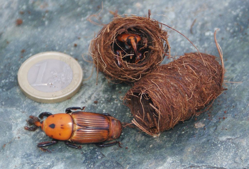 Palmiers en Corsen une maladie végétale en Corse